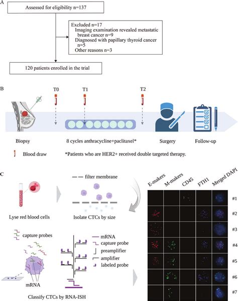 Process For Screening Enrolled Patients Study Schema Method Of Ctcs