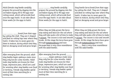 Montessori Life Cycle Of A Stag Beetle 5 Parts Cards Digital Pdf