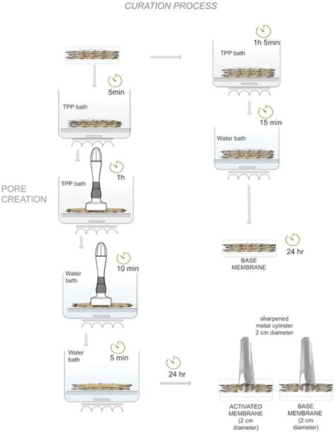 Anti Aging Evaluation Of Cosmetics On A Tri Layered Chitosan Membrane