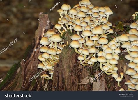 147 953 Fungus On Tree Images Stock Photos Vectors Shutterstock