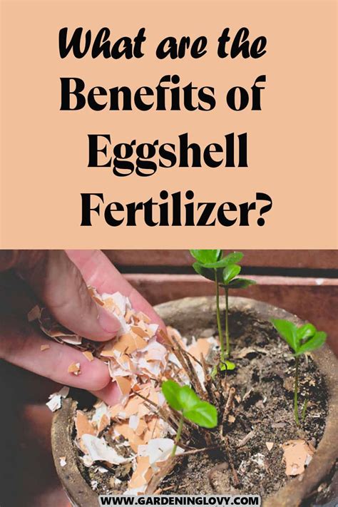 What Are The Benefits Of Eggshell Fertilizer