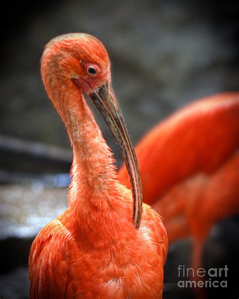 Portrait Of A Scarlet Ibis Bird Photograph By Jim Fitzpatrick Fine