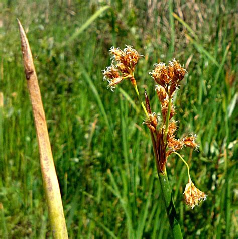 Hi Res Juncus Effusus Images Santa Barbara Wildflowers