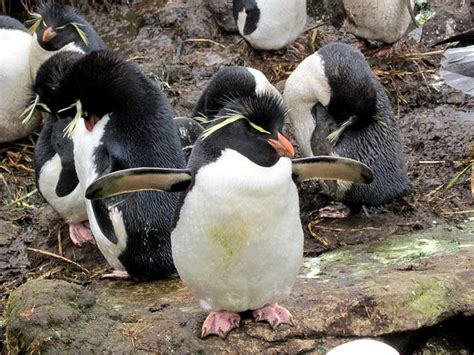 Why Are Penguins Sex Lives So Scandalous Atlas Obscura