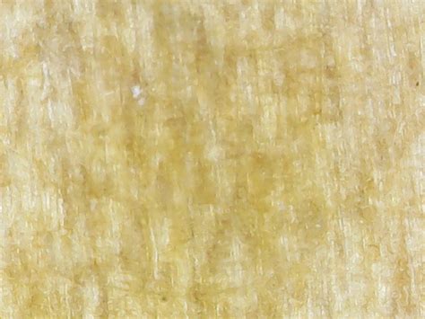 Laurel Caracterización Experiencial Maderas Nativas De Chile