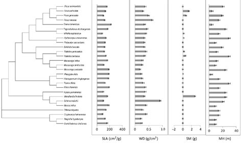 Phylogenetic Tree Used For The Tree Species Along With Trait Values Download Scientific