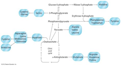 Amino Acids Flashcards Quizlet