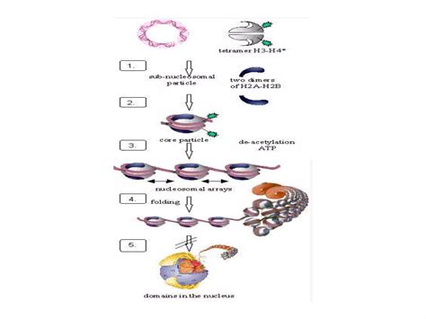Chromatin Organization Macromolecule Complex Ppt