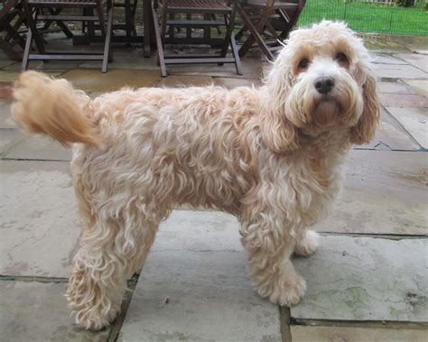 Cockapoo Adults Pictures