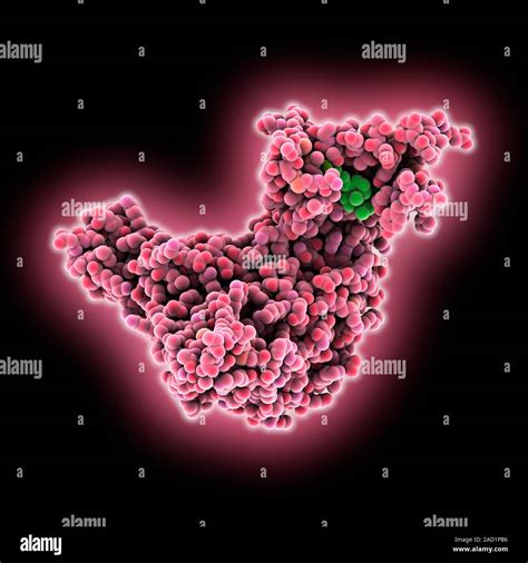 Molecular Model Of The Human Vitamin D Binding Protein Complexed With A Vitamin D3 Analogue