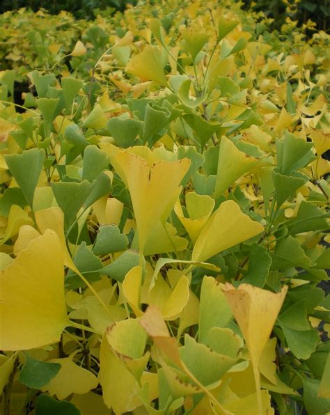 Autumn Gold Ginkgo Ginkgo Biloba Autumn Gold Wholesale