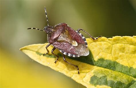 Id Guide Shieldbugs And Allies British Naturalists Association