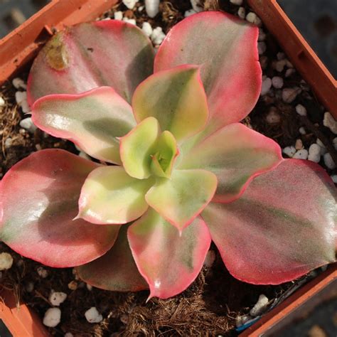 Echeveria Yamato No Mai Variegated Pot Size 10cm Senyang Horticulture