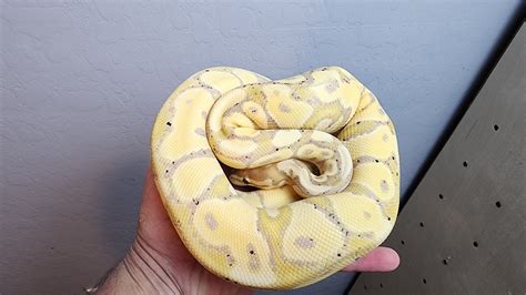 Male Banana Vanilla Het Clown Ball Python Geeky Gecko Creations