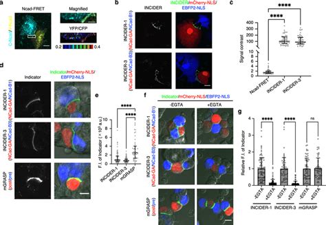 Comparison Between Inciders And Conventional Indicators For Cellcell