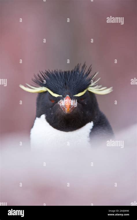 Pingüino De Penacho Amarillo Eudyptes Chrysocome Isla Pingüino
