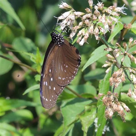 Euploea Mulciber Facts Diet Habitat And Pictures On Animaliabio