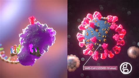 How The Covid Mrna Vaccine Works Scientific Animation Video How The Covid Mrna Vaccine Works Scientific Animation Video