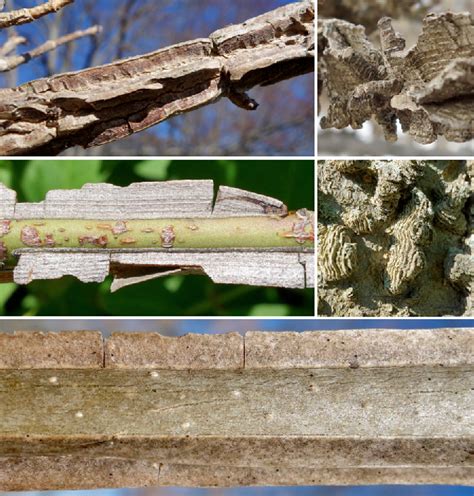 Winter Bark I Winged Arnold Arboretum