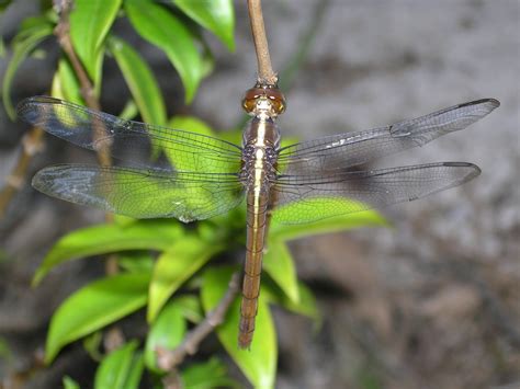 Biostats 640 Categorical Data Analysis