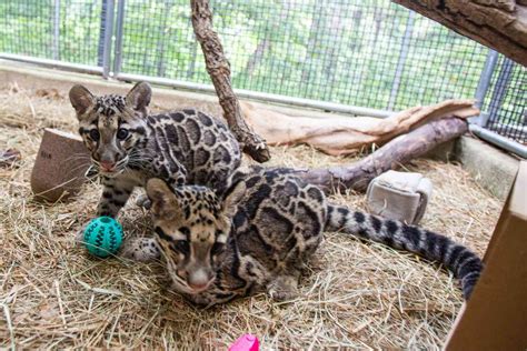 Clouded Leopard Mother And Cubs