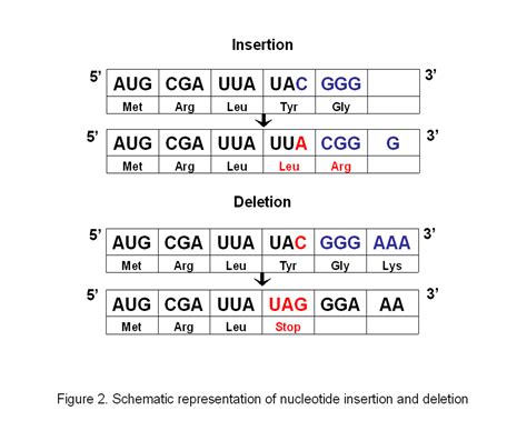 Lina Kims Biology Blog Protein Synthesis Lab