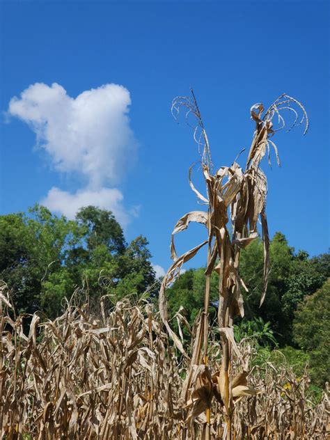 Carbonremoval Biochar Climate Pasinee Tangsuriyapaisan 10 Comments