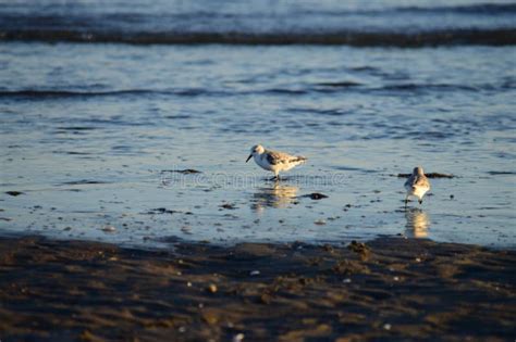 Birds Foraging Stock Image Image Of Shore Ocean Water 361663317
