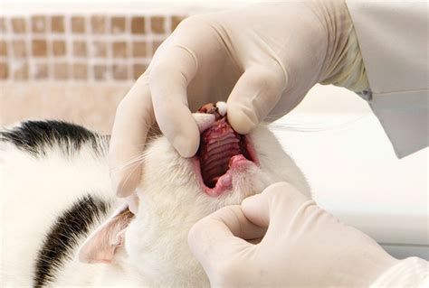 External Tooth Resorption In Cats Todays Veterinary Practice