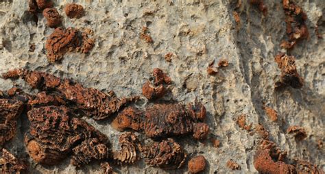 Earth Surface Geochemistry The Fredy And Nadine Herrmann