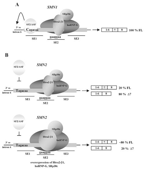 Model For An Smn Exon 7 Specific Spliceosomal Complex A The Sr