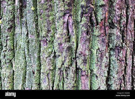 Background Tree Texture Stock Photo Alamy