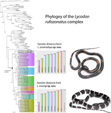 Majority Rule Consensus Tree From 1000 Ml Bootstrap Pseudoreplicates Of Download Scientific