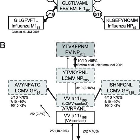 Cross Reactive T Cell Responses In Mice Pattern Of Cross Reactivity Download Scientific