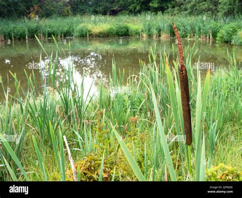 How Long Do Reed Beds Last At Zane Stirling Blog