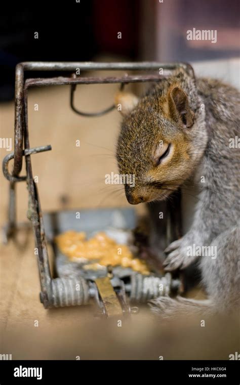 Hibernating Squirrel