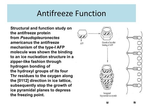 Antifreeze Protein