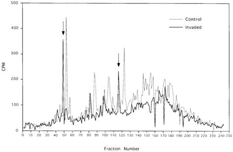 Hplc Profiles Of Newly Synthesized Hla B27 Associated Peptides In The Download Scientific