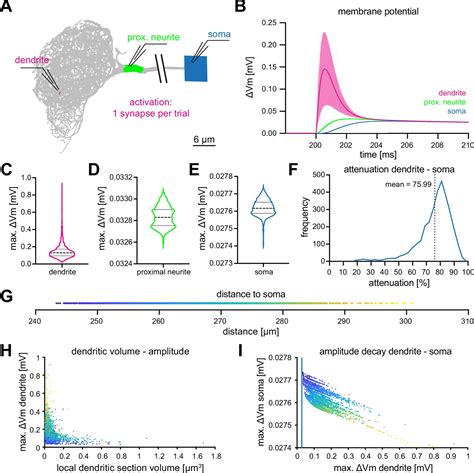 The Cellular Architecture Of Memory Modules In Drosophila Supports