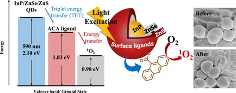 Inp Based Quantum Dots As Photosensitizers In Photodynamic Antimicrobial Materials Acs Applied