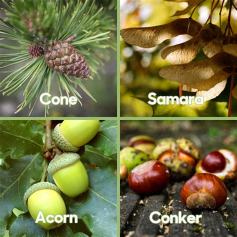 Collection 101 Pictures Pictures Of Tree Seeds Completed