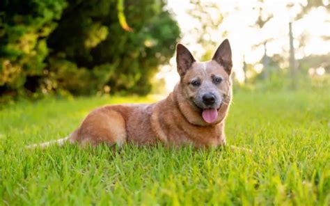 Meet The Queensland Heeler Learn About Its Size Shedding And More