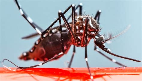 Mosquitoes With Dengue Virus Take More Bites Futurity