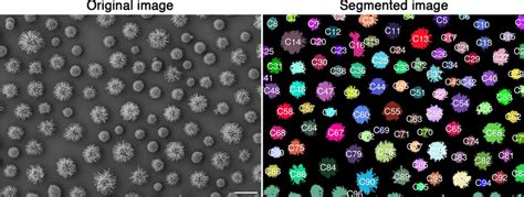 illustration of image segmentation from a sem image the colors were