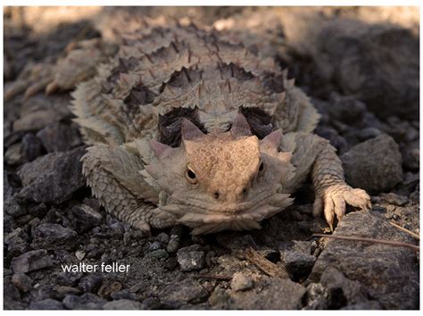Mojave The Desert Horned Lizard Phrynosoma Platyrhinos Is A Small