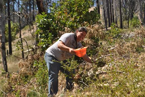 List Of Trees That Start With K Flora Fauna Fun List Of Trees That Start With K Flora Fauna Fun