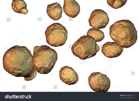 Pathogenic Yeast Fungus Cryptococcus Neoformans Which Stock