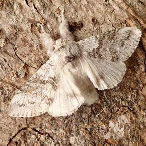 Pale Tussock Somerset Moths