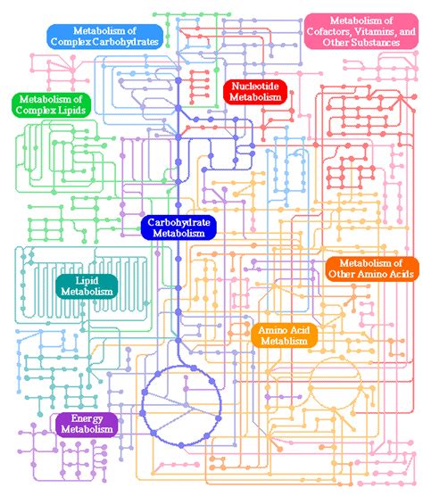 Biology Charts And Posters Biology Charts Human Metabolic Pathways