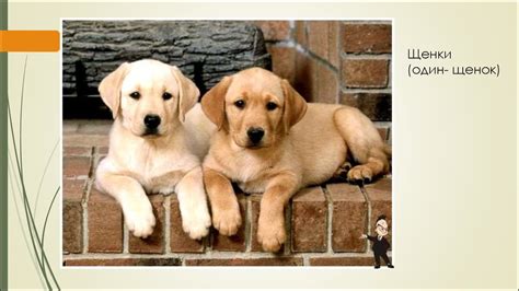 Домашние животные и их детеныши Online Presentation